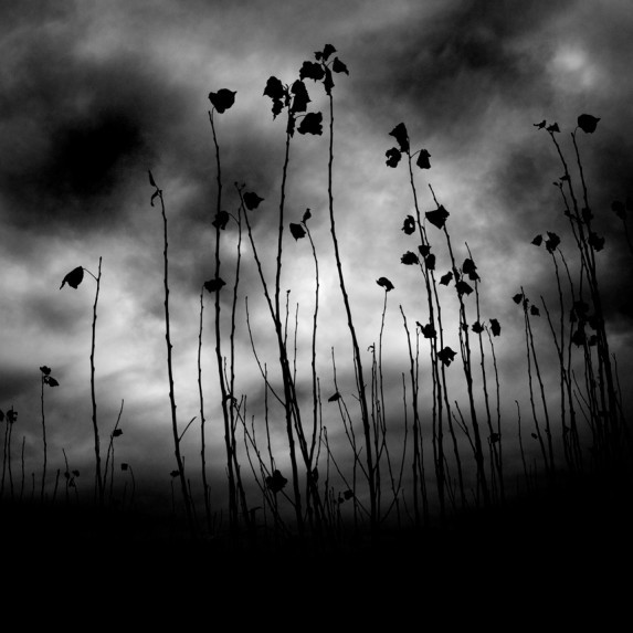 Flower Photography - Black & White Fine Art Photos | Cole Thompson ...