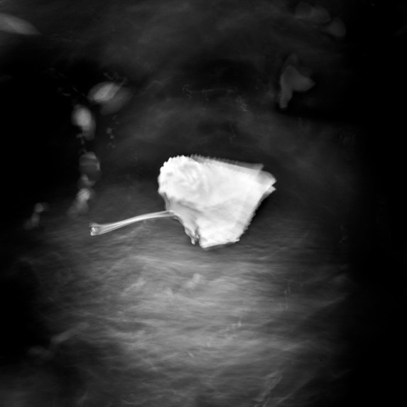 Flower Photography - Black & White Fine Art Photos | Cole Thompson ...