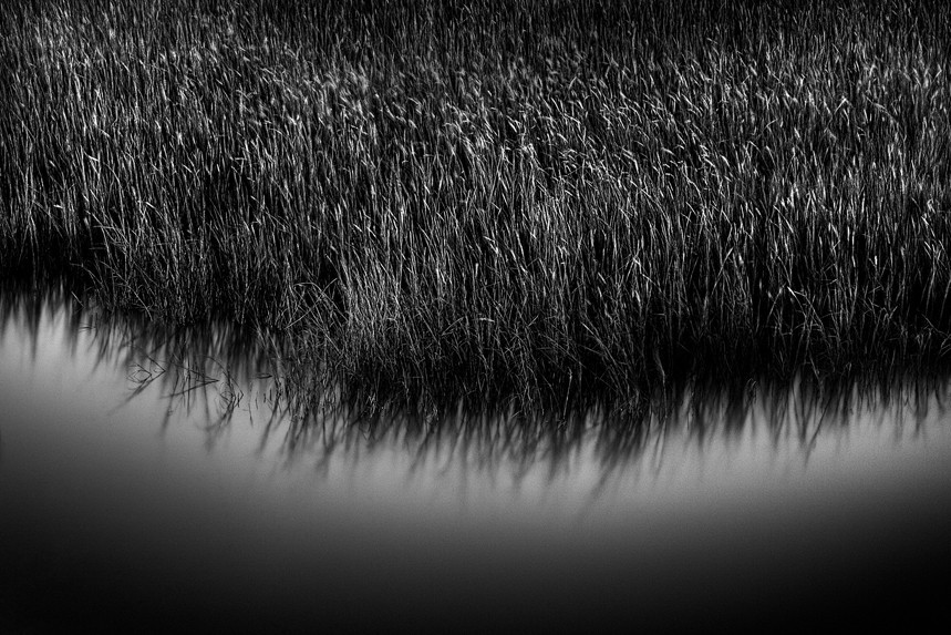 Flower Photography - Black & White Fine Art Photos | Cole Thompson ...