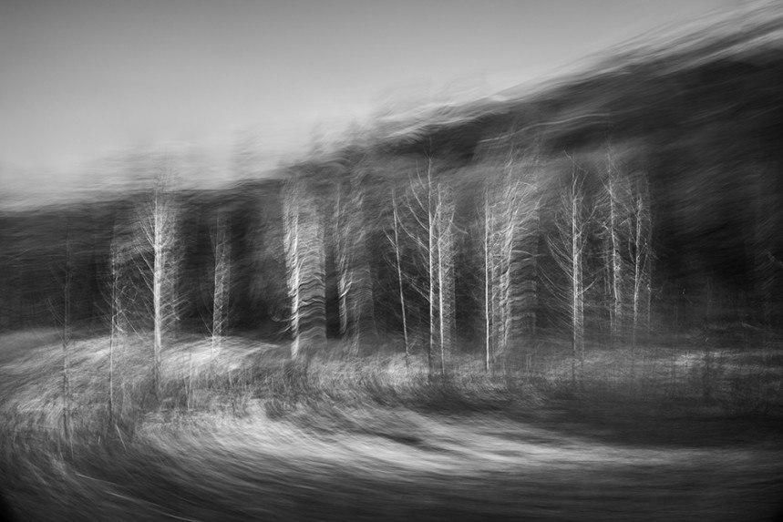 trees from a train - Cole Thompson Photography