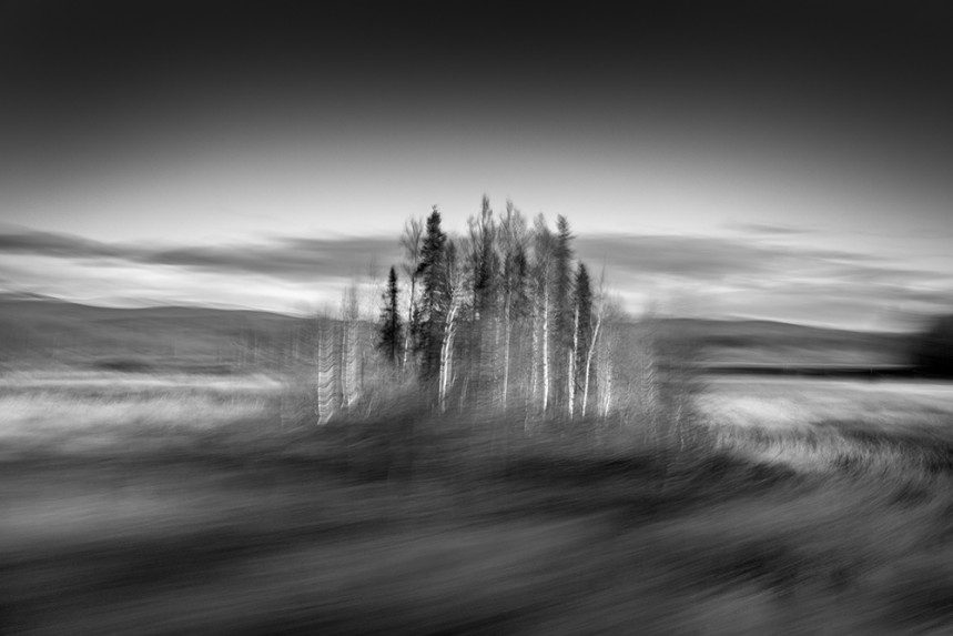 trees from a train - Cole Thompson Photography