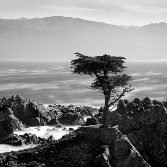 trees - Cole Thompson Photography