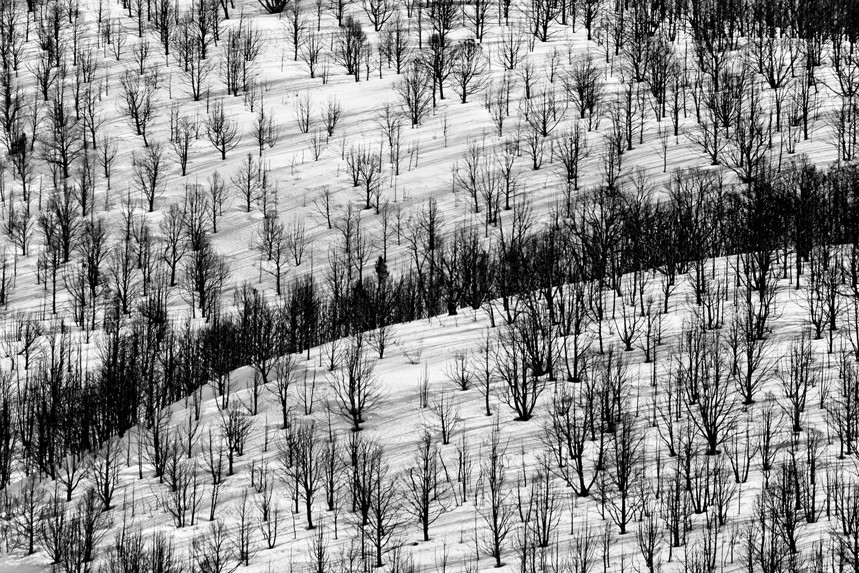 trees - Cole Thompson Photography